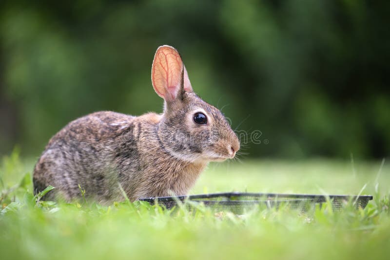 Grey Small Hare Eating Grass on Summer Field. Wild Rabbit in Nature ...