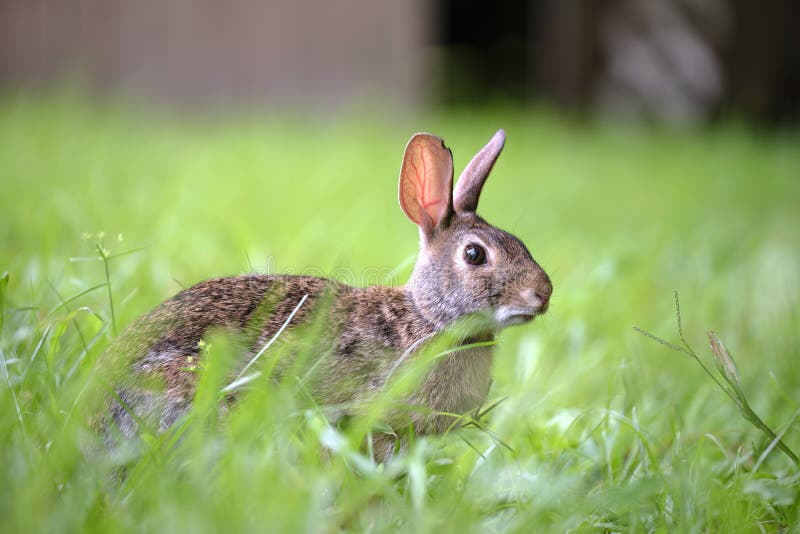 Grey Small Hare Eating Grass on Summer Field. Wild Rabbit in Nature ...