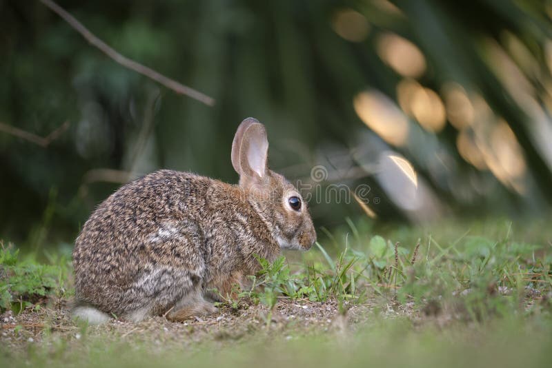 Grey Small Hare Eating Grass on Summer Field. Wild Rabbit in Nature ...