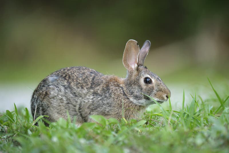 Grey Small Hare Eating Grass on Summer Field. Wild Rabbit in Nature ...