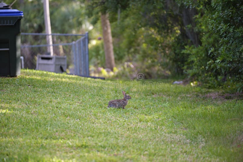 Grey Small Hare Eating Grass on Summer Field. Wild Rabbit in Nature ...