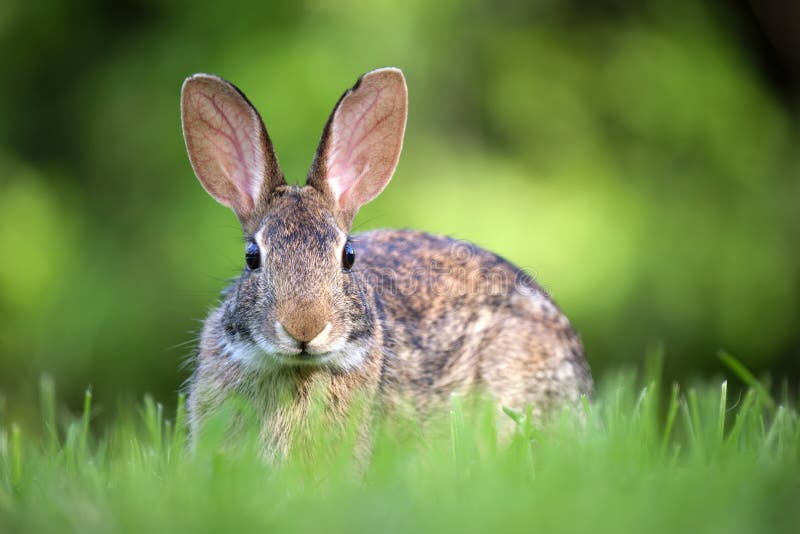 Grey Small Hare Eating Grass on Summer Field. Wild Rabbit in Nature ...