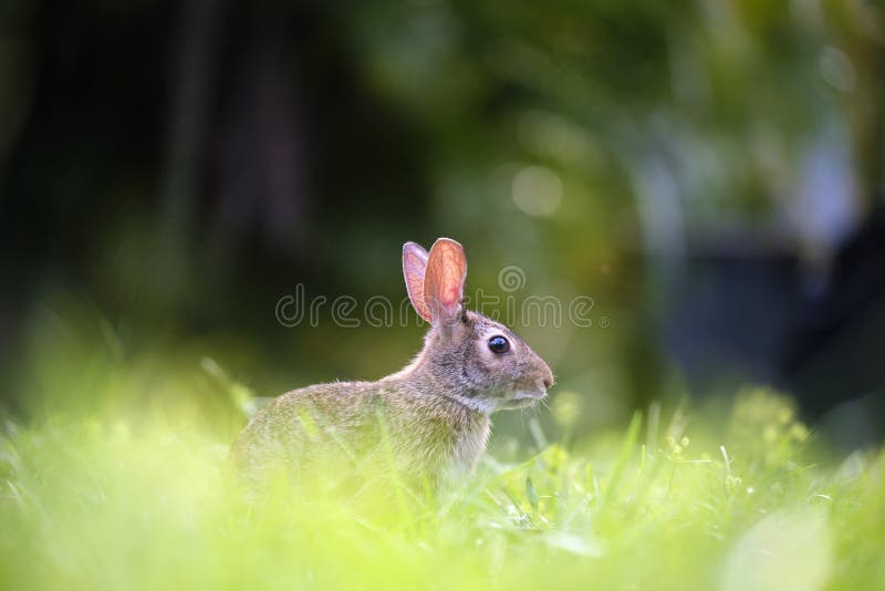 Grey Small Hare Eating Grass on Summer Field. Wild Rabbit in Nature ...