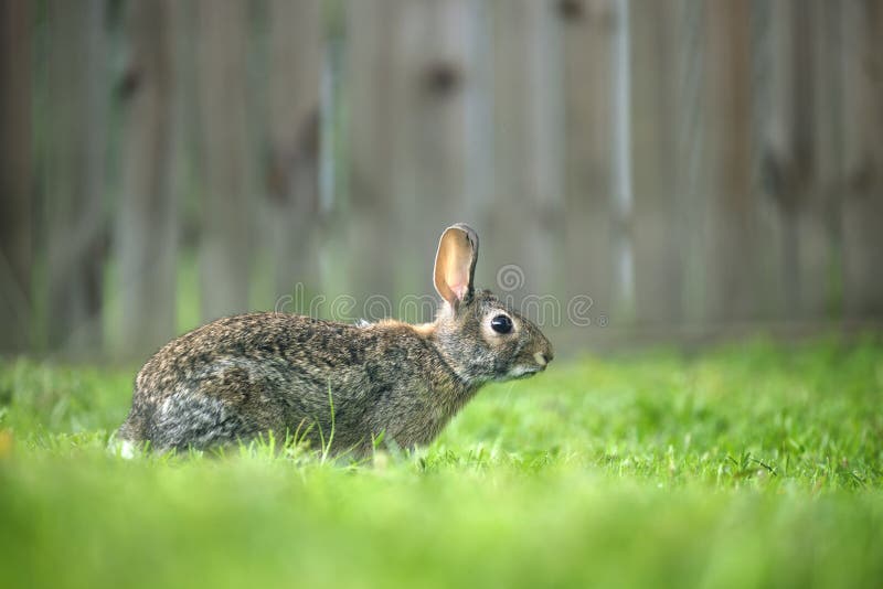 Grey Small Hare Eating Grass on Summer Field. Wild Rabbit in Nature ...