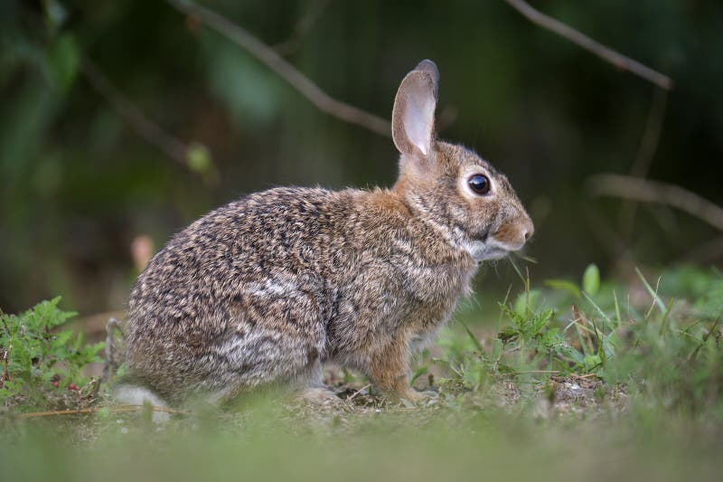 Grey Small Hare Eating Grass on Summer Field. Wild Rabbit in Nature ...
