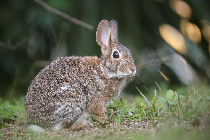 Grey Small Hare Eating Grass on Summer Field. Wild Rabbit in Nature ...