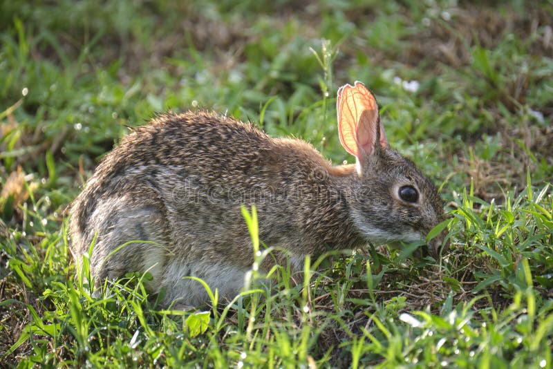 Grey Small Hare Eating Grass on Summer Field. Wild Rabbit in Nature ...