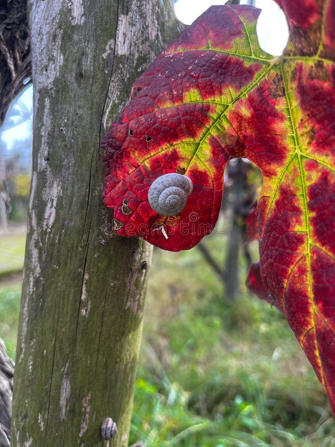 Grey Snail on Red Vine Leaf Stock Photo - Image of softening, twig ...