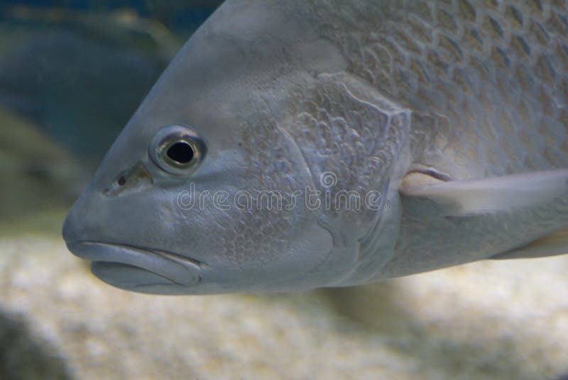 Grey snapper editorial image. Image of chesapeake, snapper - 217503240