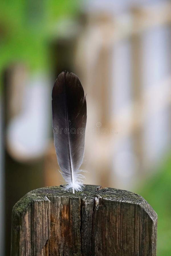The Grey Soft Feather in the Nature Stock Image - Image of soft, park ...
