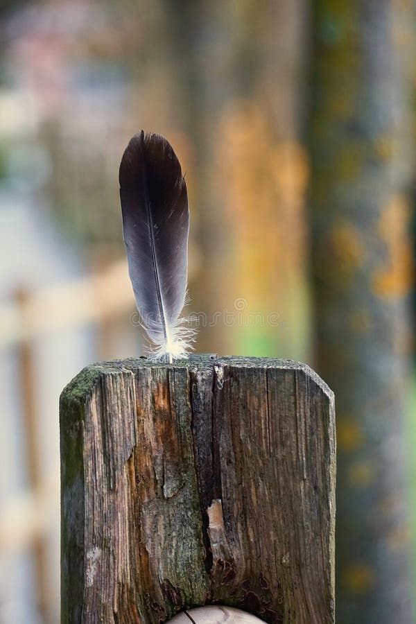 The Grey Soft Feather in the Nature Stock Photo - Image of protection ...