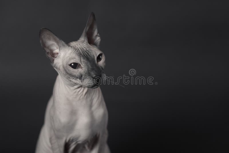 Grey Sphynx Cat stock photo. Image of exotic, eyes, home - 142500210