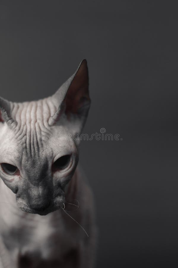 Grey Sphynx Cat stock photo. Image of skin, home, background - 142500092