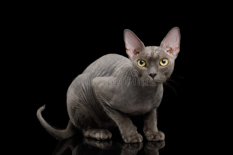 Grey Sphynx Cat on Isolated Black Background Stock Image - Image of ...
