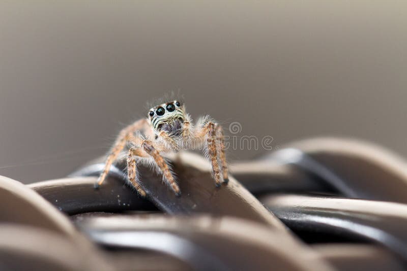 Grey spider stock image. Image of macro, nature, predator - 28432743