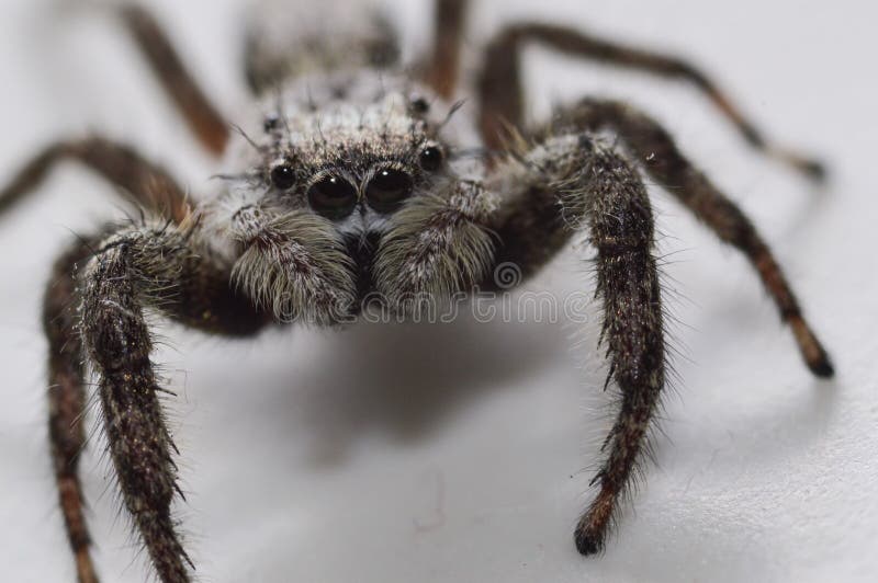Fuzzy Spiders Stock Photos - Free & Royalty-Free Stock Photos from ...