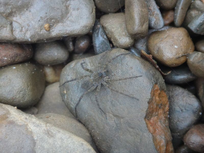 A Grey Spider Sits on a Rock Near a Creek or River Stock Image - Image ...