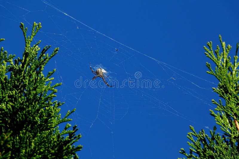 Grey Spider on a Web High Up between Two Evergreen Shrubs Stock Image ...