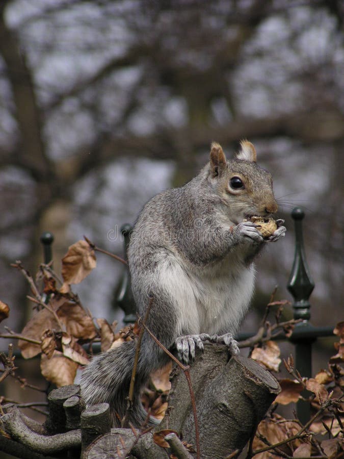 Grey squirrel stock image. Image of cute, friendly, life - 89381041