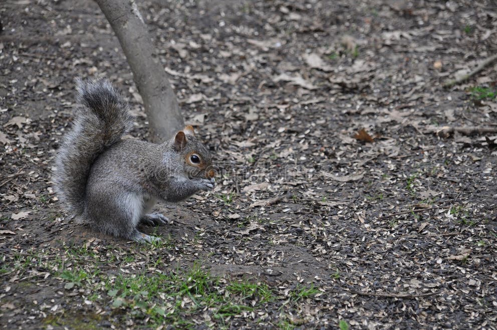 Grey squirrel stock photo. Image of sciurus, vermin, grey - 11626826