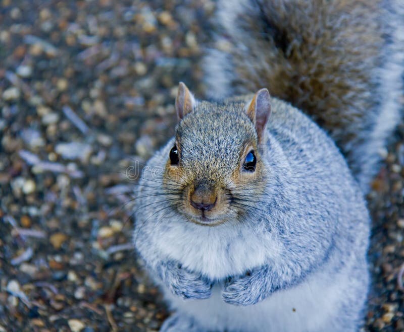 1,573 Fat Squirrel Photos - Free & Royalty-Free Stock Photos from ...