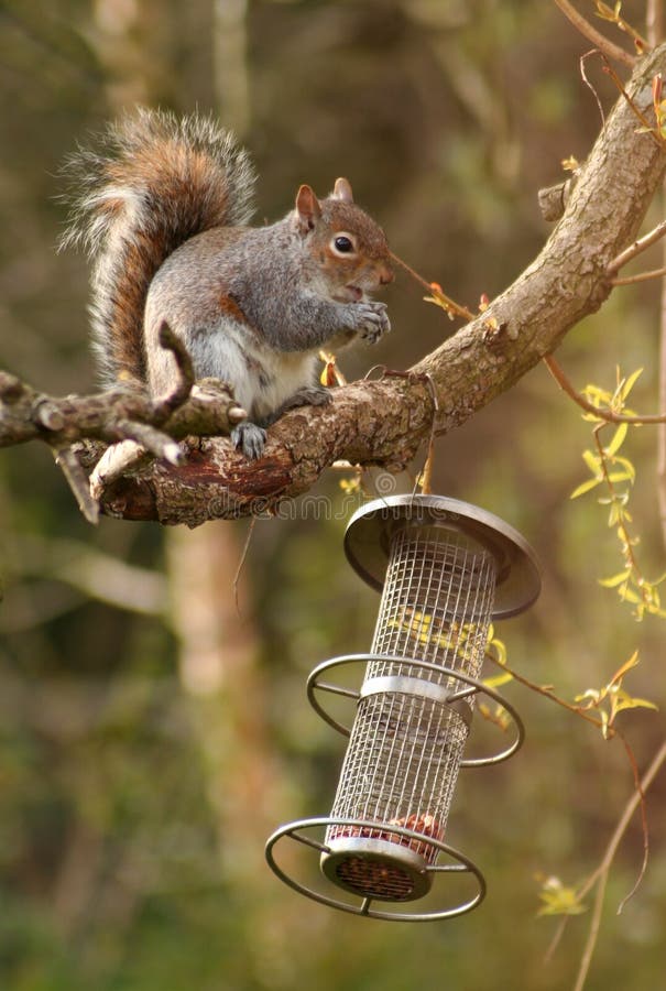Red Squirrel Sniffing Food stock image. Image of cute - 3836265