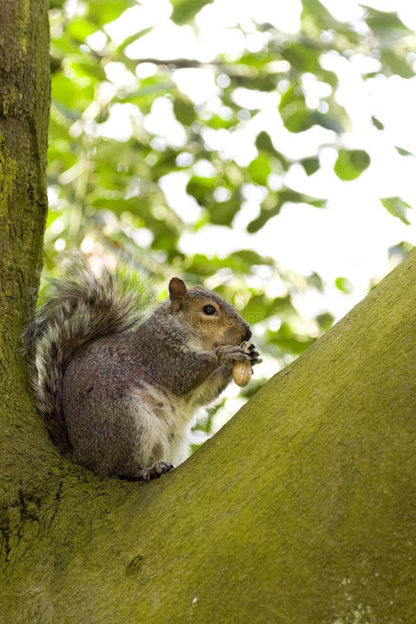 Grey squirrel stock image. Image of 200mm, wildlife, rodent - 4987791