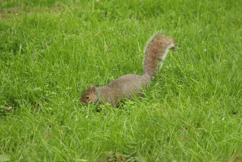 Grey Squirrel stock image. Image of soft, tree, rodent - 5221005