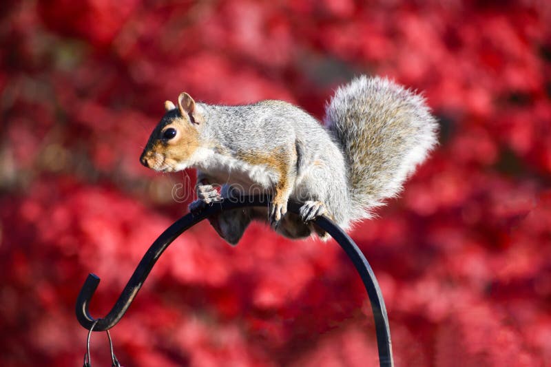 Grey Squirrel Balancing on an Iron Pole with Red Foliage Background ...