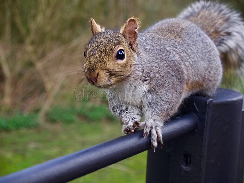 Grey Squirrel stock photo. Image of eyes, steel, blue - 77537676