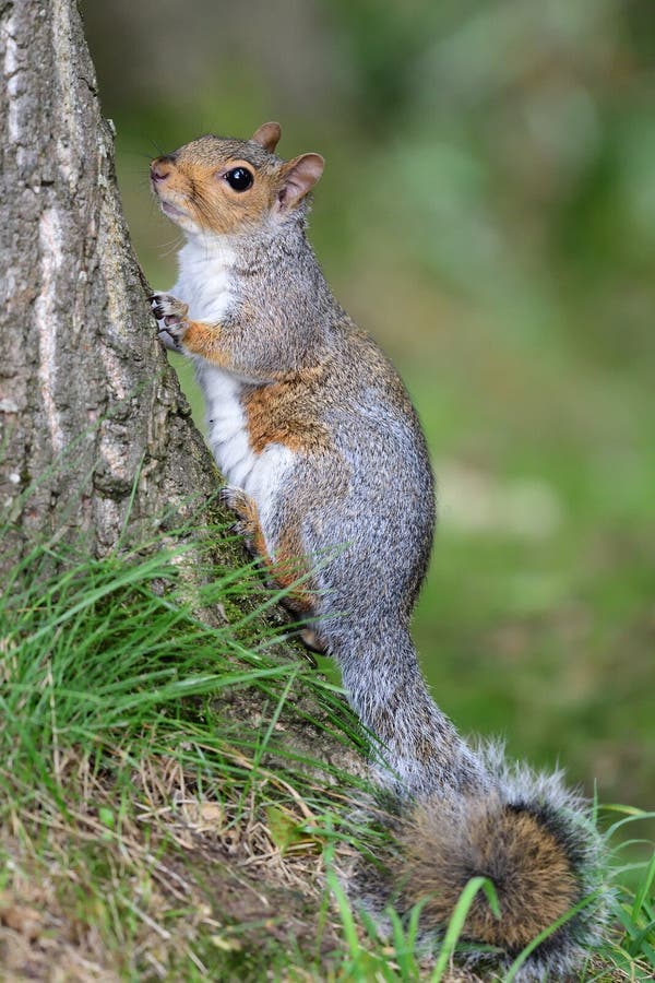 Grey Squirrel Climbing a Tree Stock Photo - Image of squirrel ...