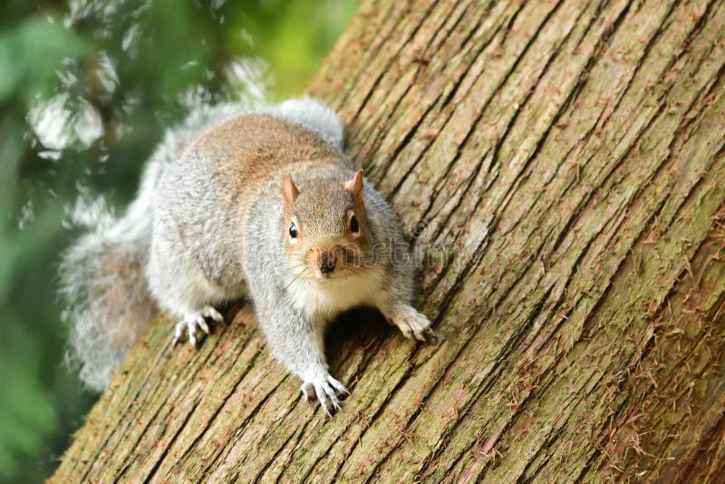 Grey Squirrel Climbing Up a Tree Stock Image - Image of trees, animal ...