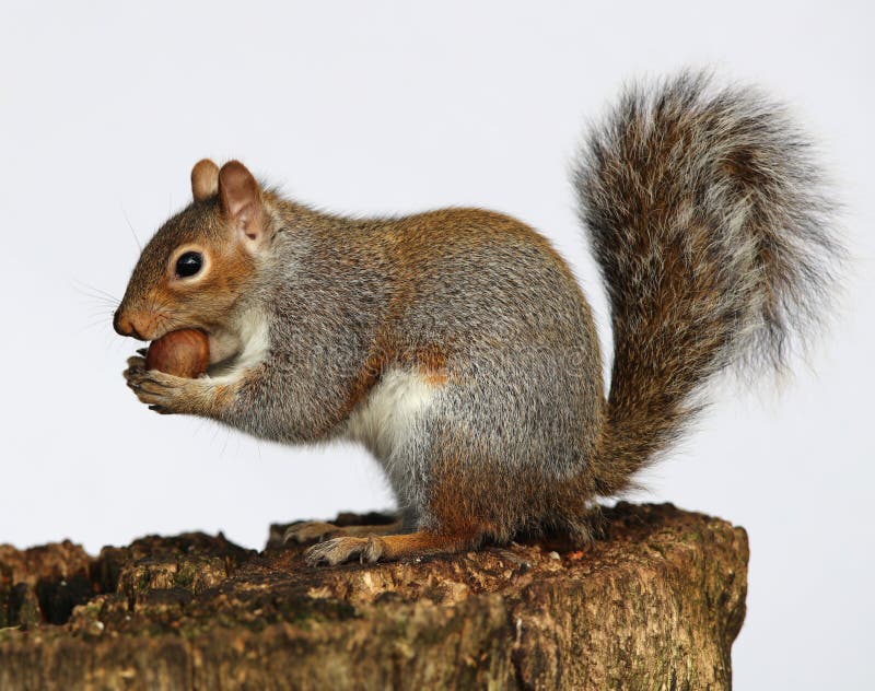 Grey Squirrel stock image. Image of squirrel, small, curious - 64827777