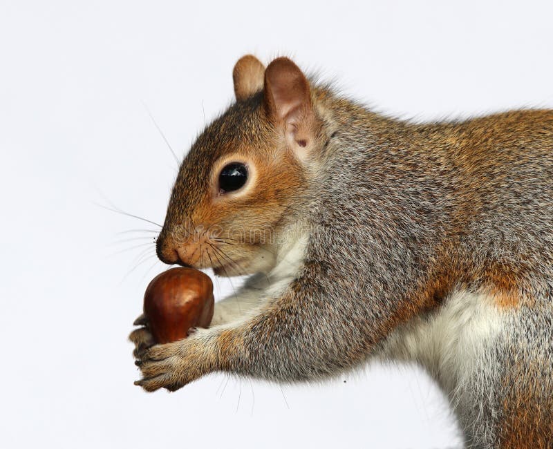 Grey Squirrel stock image. Image of looking, peanuts - 64828343