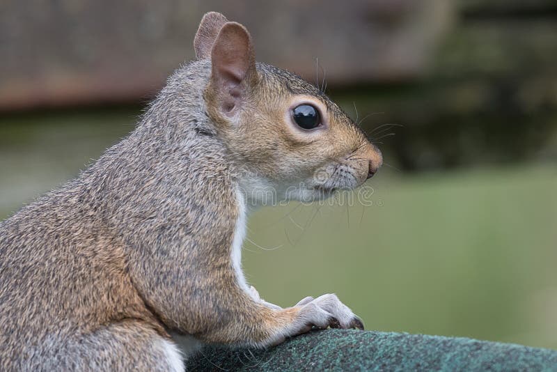 Grey squirrel stock image. Image of side, mammal, contact - 100723749