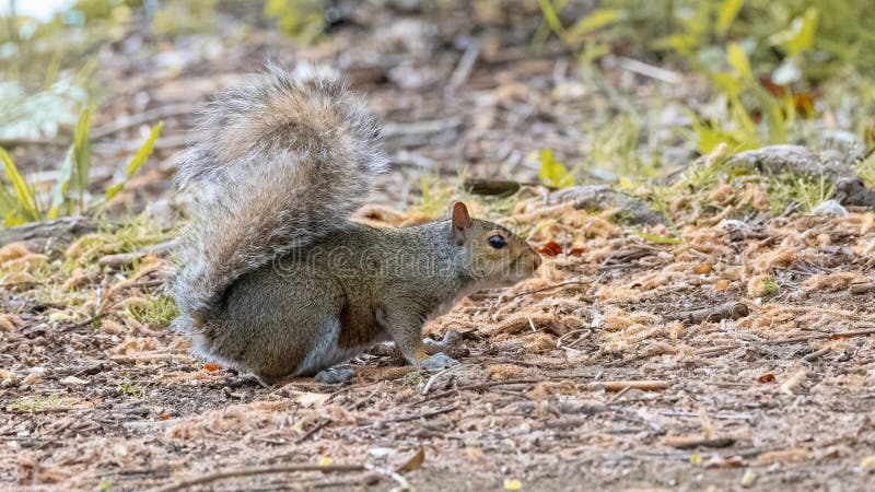 A common Grey Squirrel stock image. Image of family - 303497487