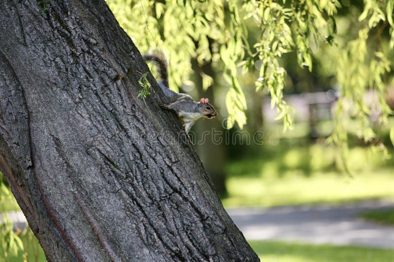 Grey Squirrel (Sciurus Carolinensis) Close Up of Head Stock Image ...