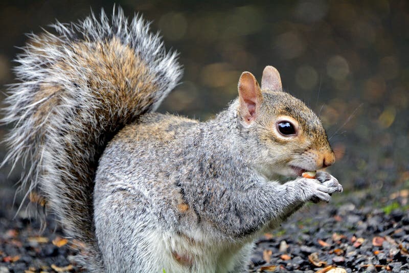 Grey Squirrel, Dunfermline, Scotland Stock Photo - Image of plant ...