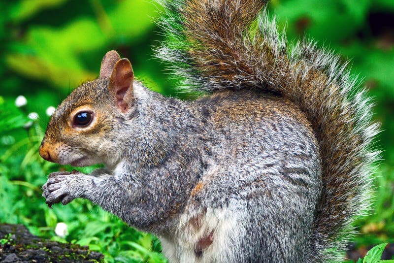 Grey Squirrel, Dunfermline, Scotland Stock Photo - Image of countryside ...
