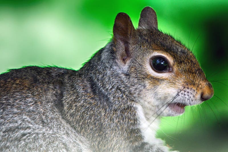 Grey Squirrel, Dunfermline, Scotland Stock Photo - Image of england ...