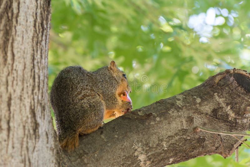Squirrel is eating apple. stock image. Image of leaves - 101677971