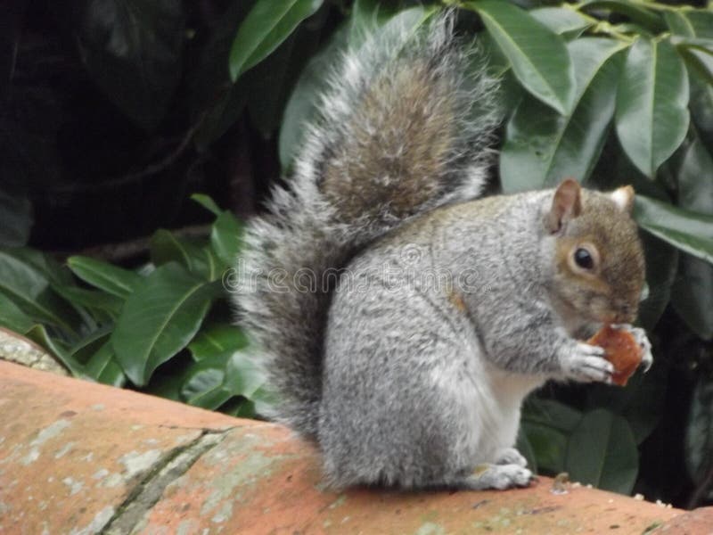 304 Squirrel Cake Stock Photos - Free & Royalty-Free Stock Photos from ...