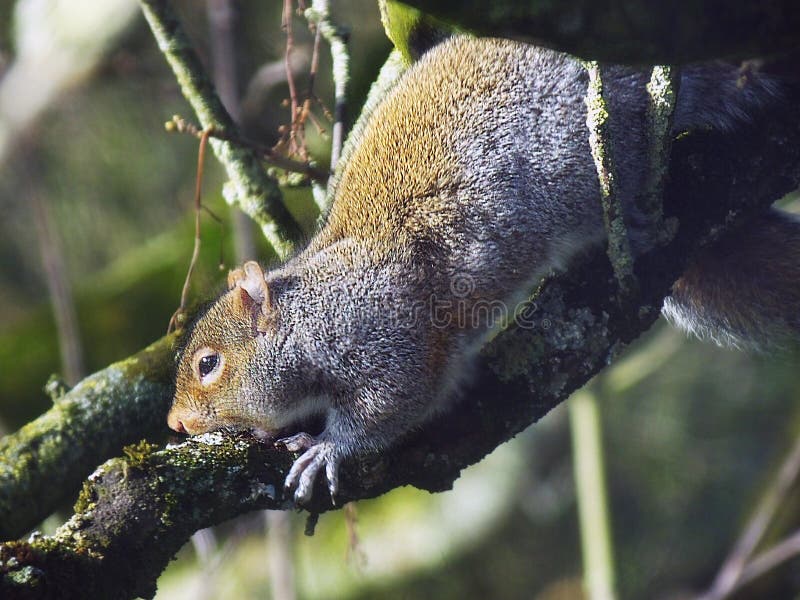 Grey Squirrel stock image. Image of incets, eating, teeth - 102400487