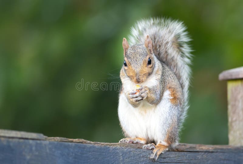 Grey Squirrel Eating Nut on a Garden Fence Stock Image - Image of ...