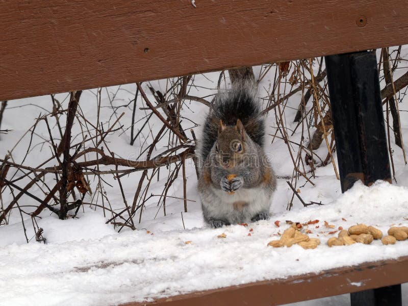 Grey Squirrel stock photo. Image of animal, food, nature - 239835200