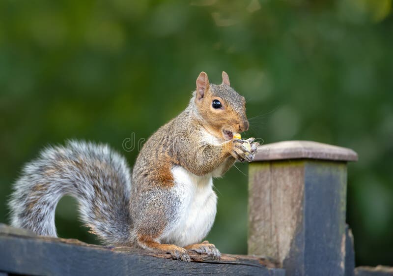 Grey Squirrel Eating Nuts on a Garden Fence Stock Image - Image of cute ...