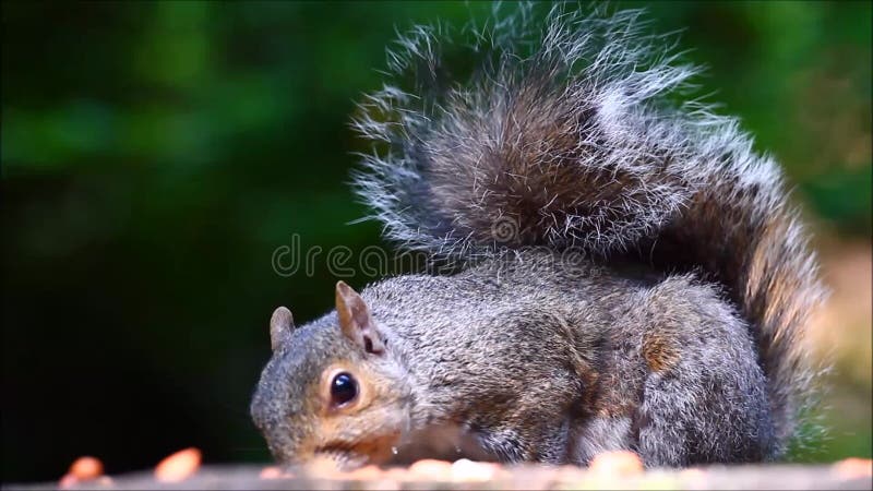 Grey Squirrel Eating Nut Video. Stock Video - Video of carolinensis ...