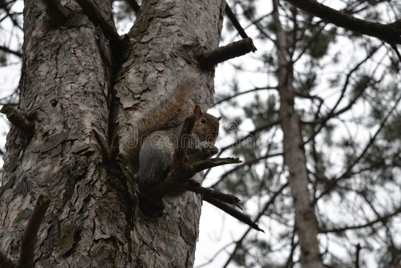 Squirrel Running Up Tree Photos - Free & Royalty-Free Stock Photos from ...