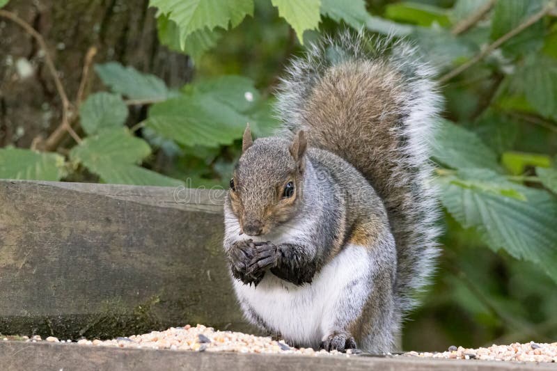 Grey Squirrel Eating Seed from a Wooden Bench Stock Photo - Image of ...