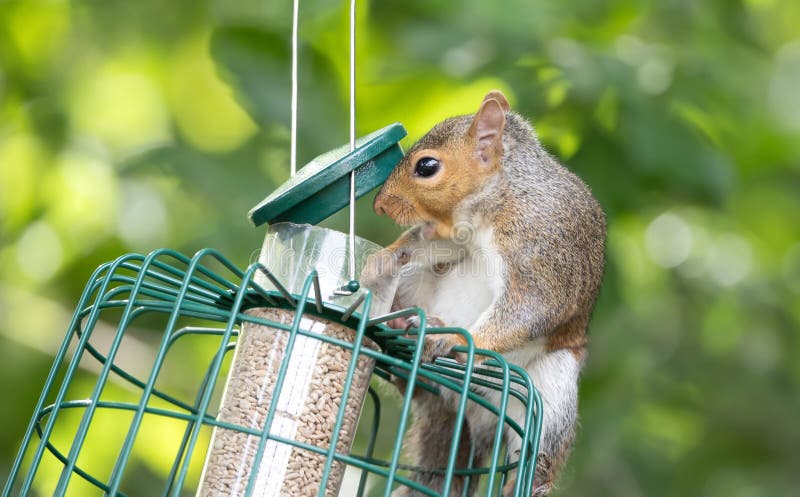 Grey Squirrel Eating Sunflower Seeds on a Bird Feeder Stock Photo ...